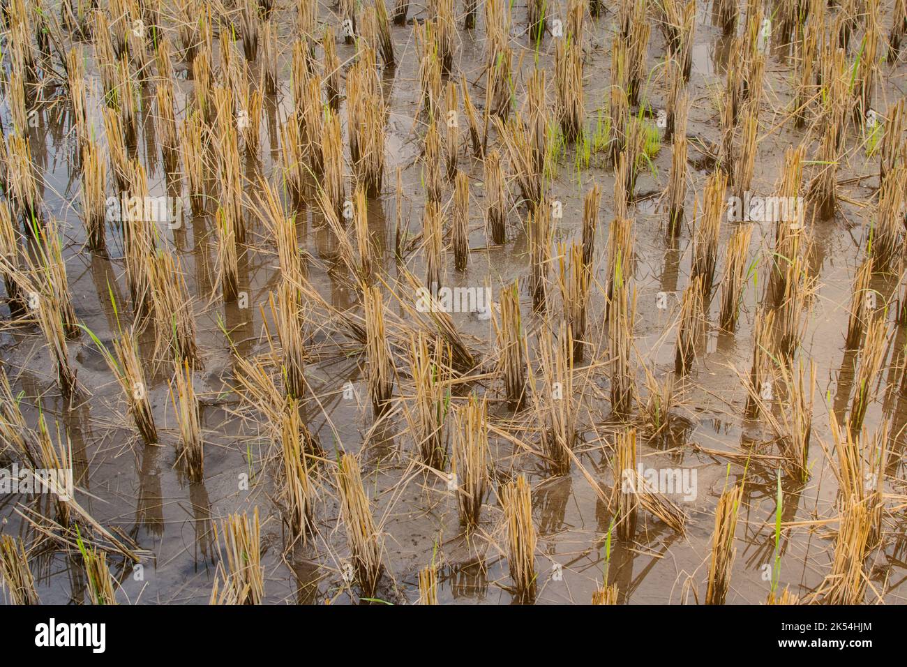 Dry rice trees after the harvest brown color Stock Photo - Alamy