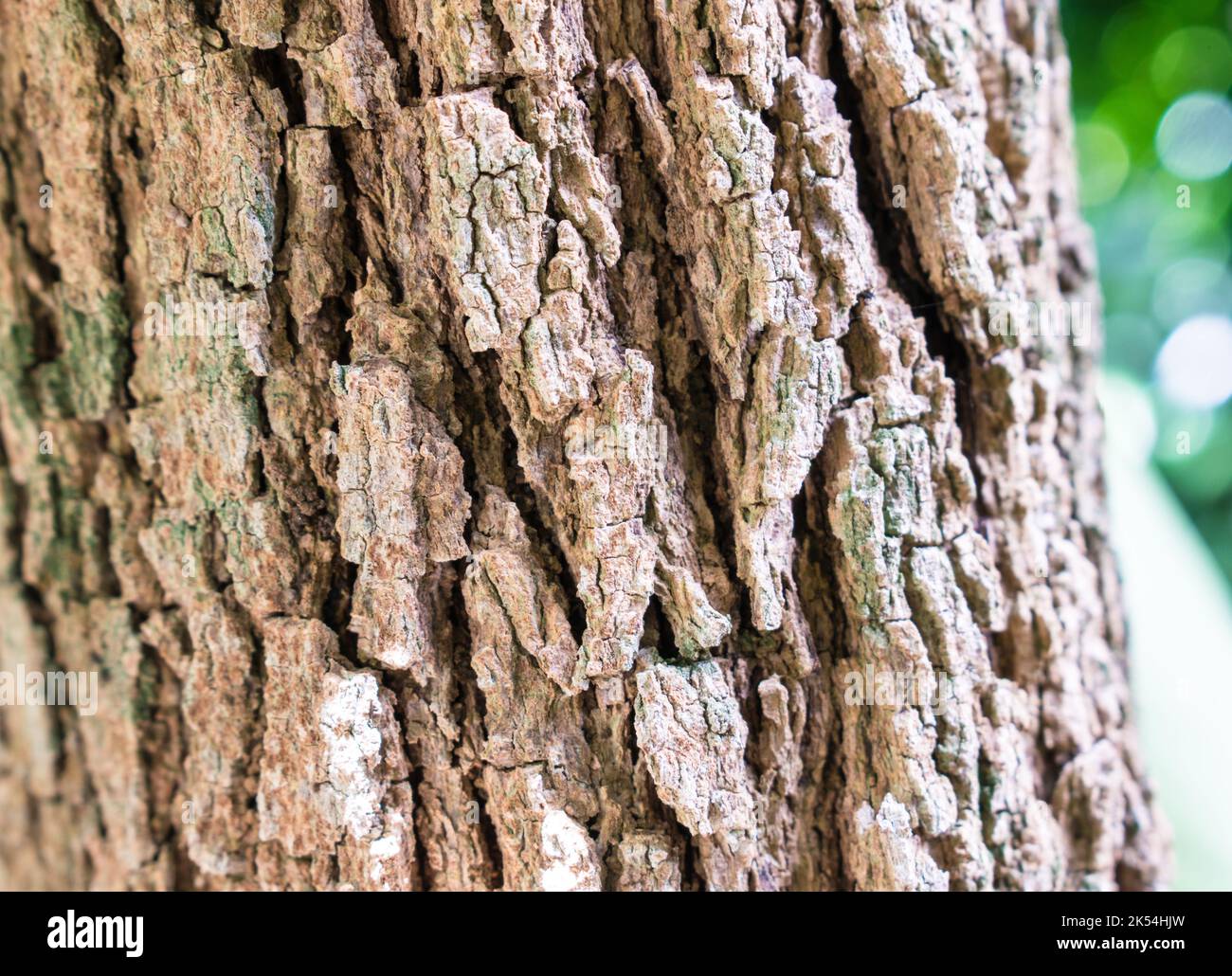 Bark from the stem of dry trees. beautiful bark Stock Photo - Alamy