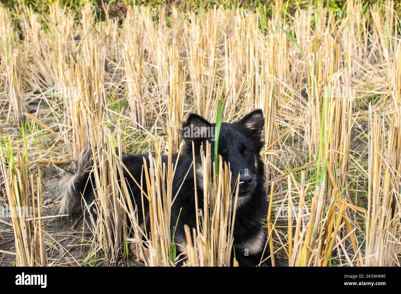 Dry rice trees after the harvest and the dog behind Stock Photo - Alamy