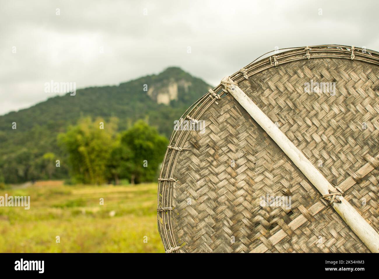 Bamboo forest and rice field hi-res stock photography and images - Alamy