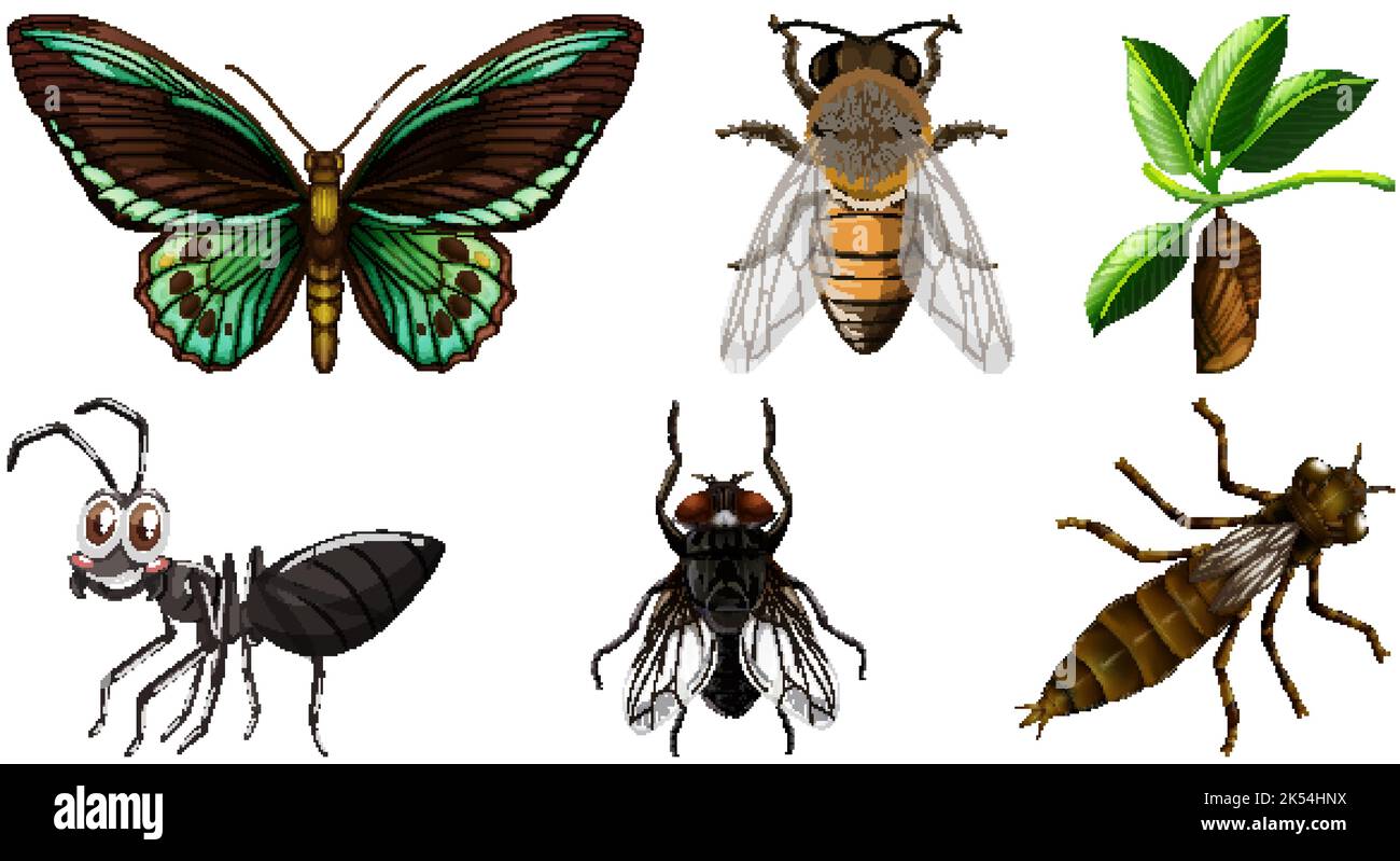 Collection of different insects vector illustration Stock Vector Image ...