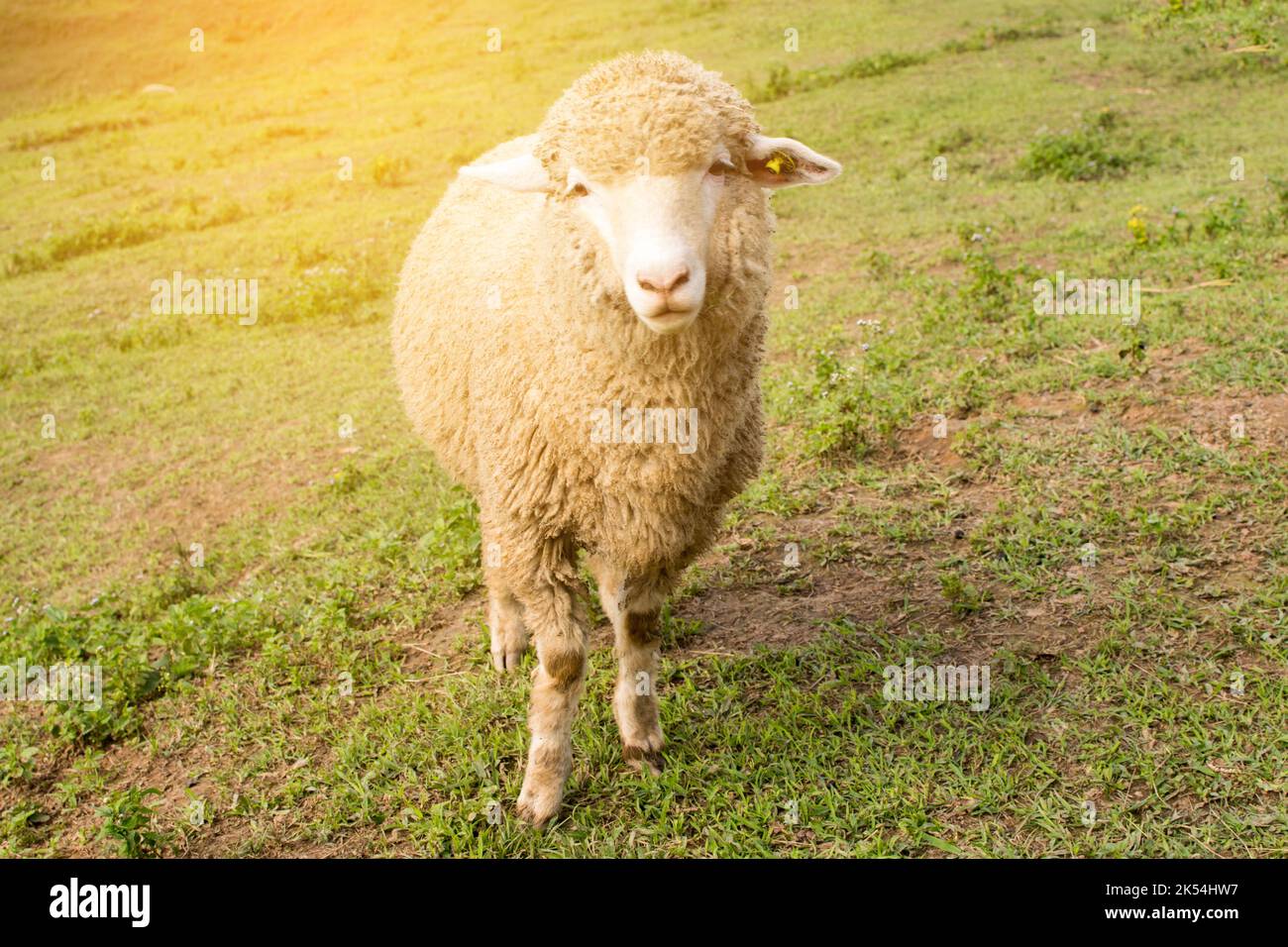 Sheep on green grass And beautiful nature. cute sheep Stock Photo - Alamy