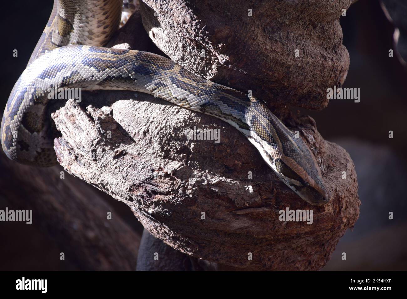 Wildlife animals spotted on zoo Stock Photo - Alamy