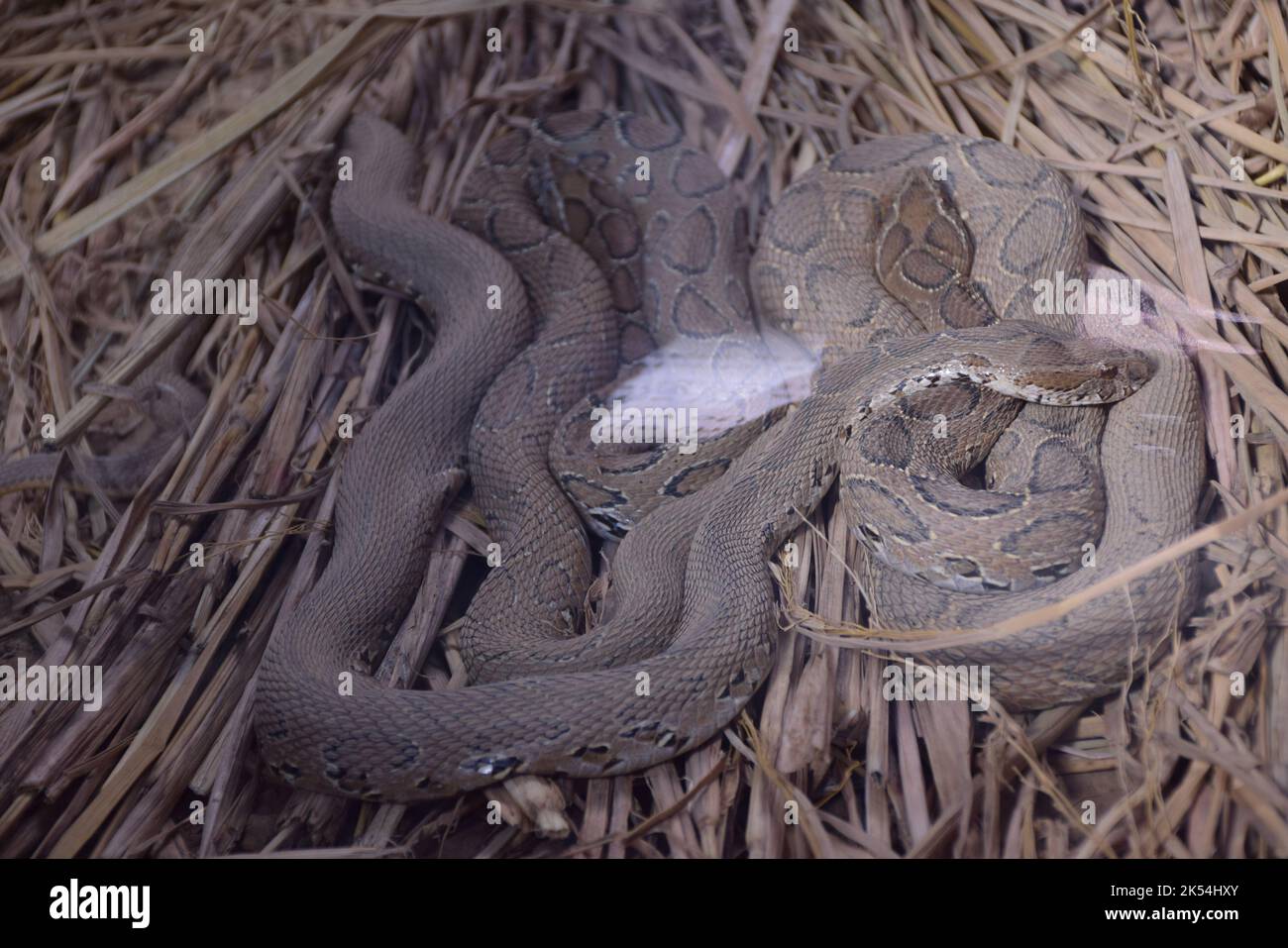 Wildlife animals spotted on zoo Stock Photo - Alamy