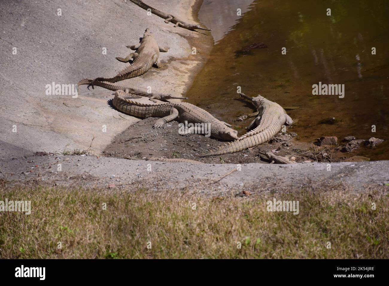 Wildlife animals spotted on zoo Stock Photo - Alamy