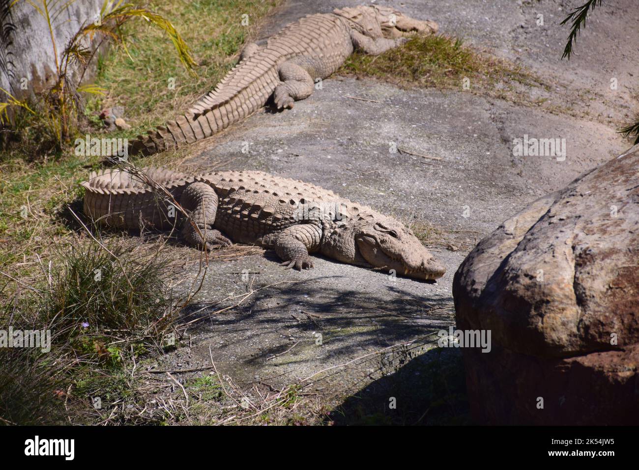 Wildlife animals spotted on zoo Stock Photo - Alamy