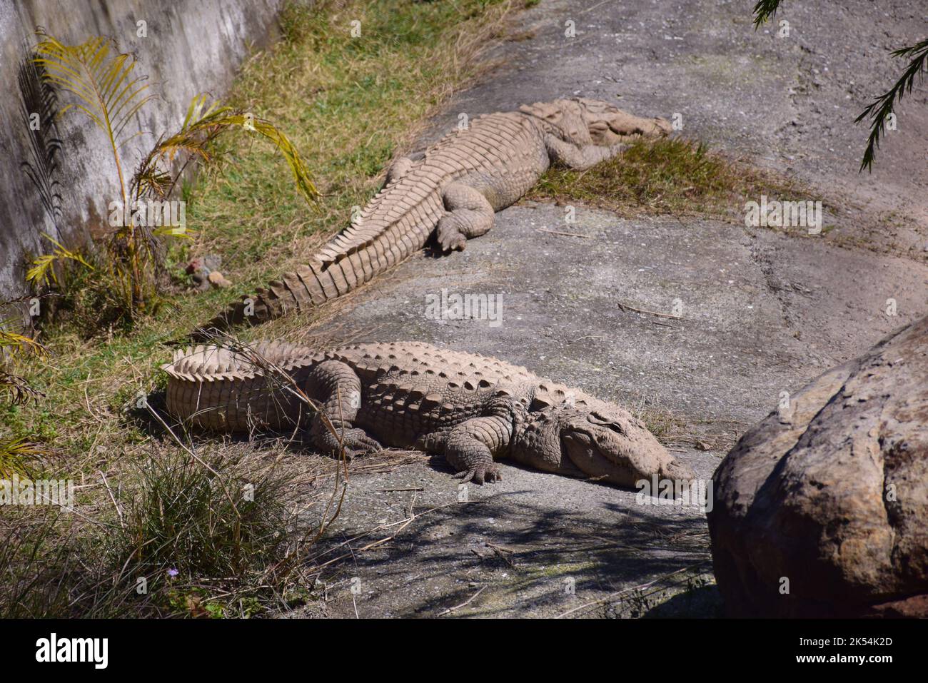 Wildlife animals spotted on zoo Stock Photo - Alamy