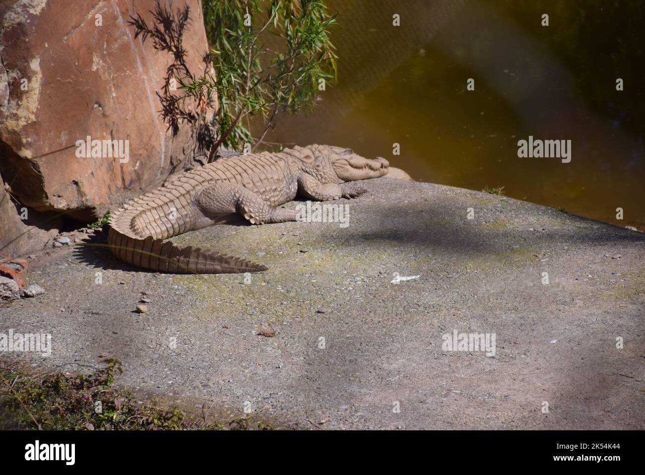 Wildlife animals spotted on zoo Stock Photo - Alamy