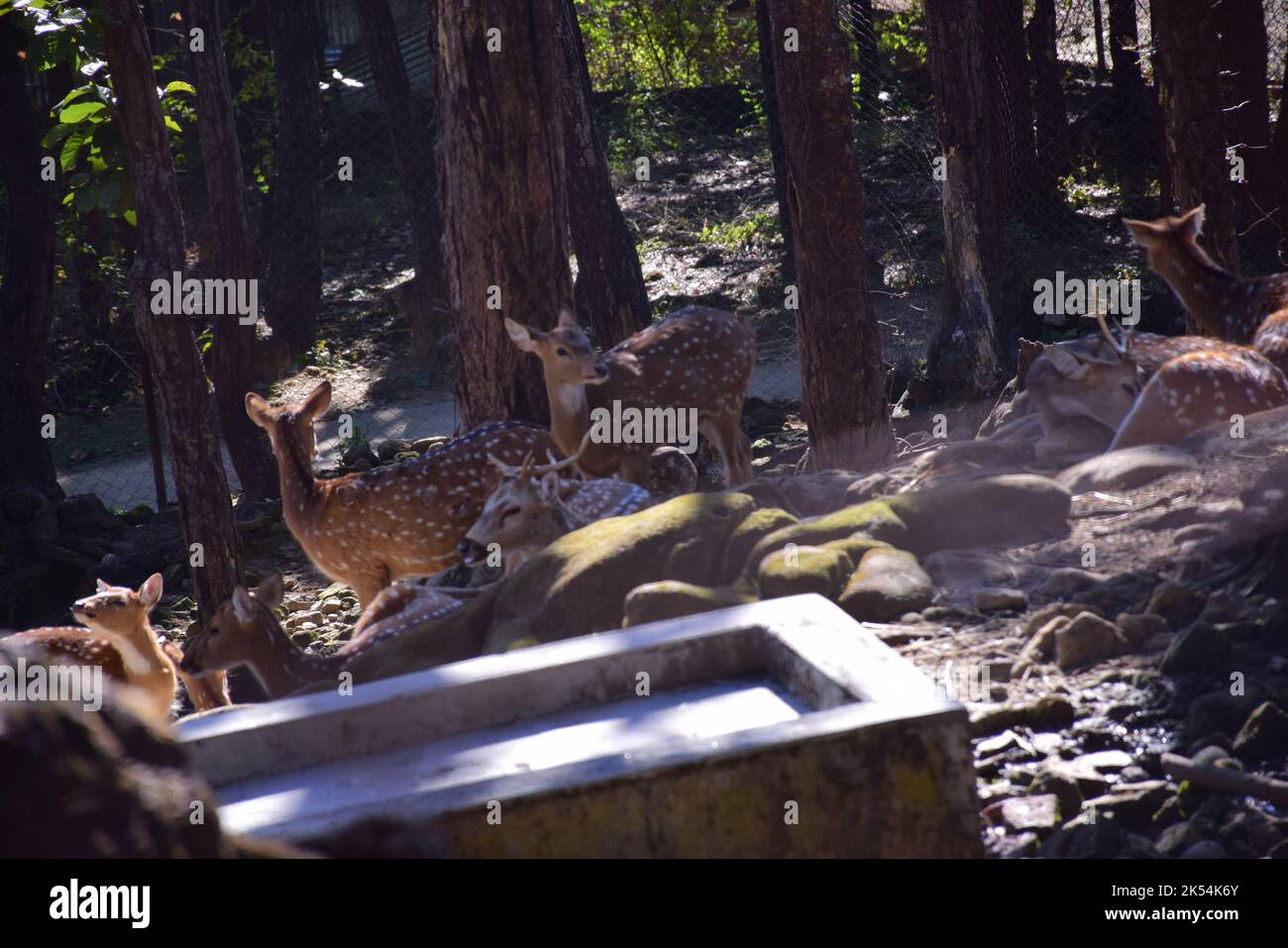 Wildlife animals spotted on zoo Stock Photo - Alamy