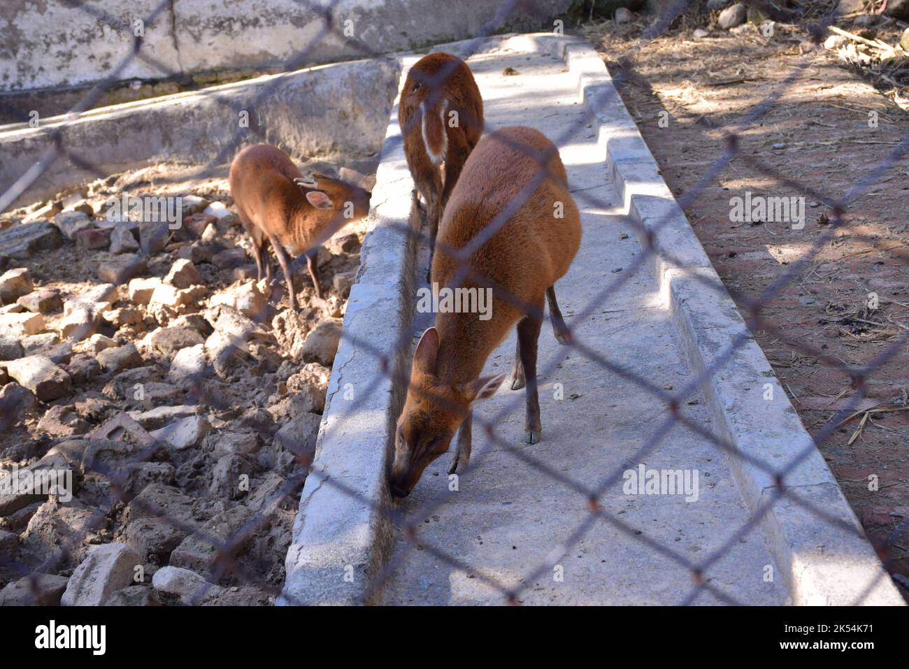 Wildlife animals spotted on zoo Stock Photo - Alamy