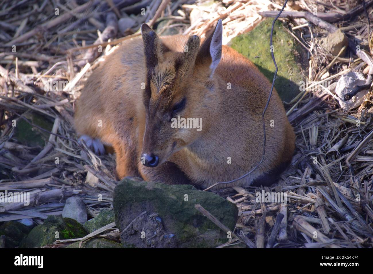 Wildlife animals spotted on zoo Stock Photo - Alamy
