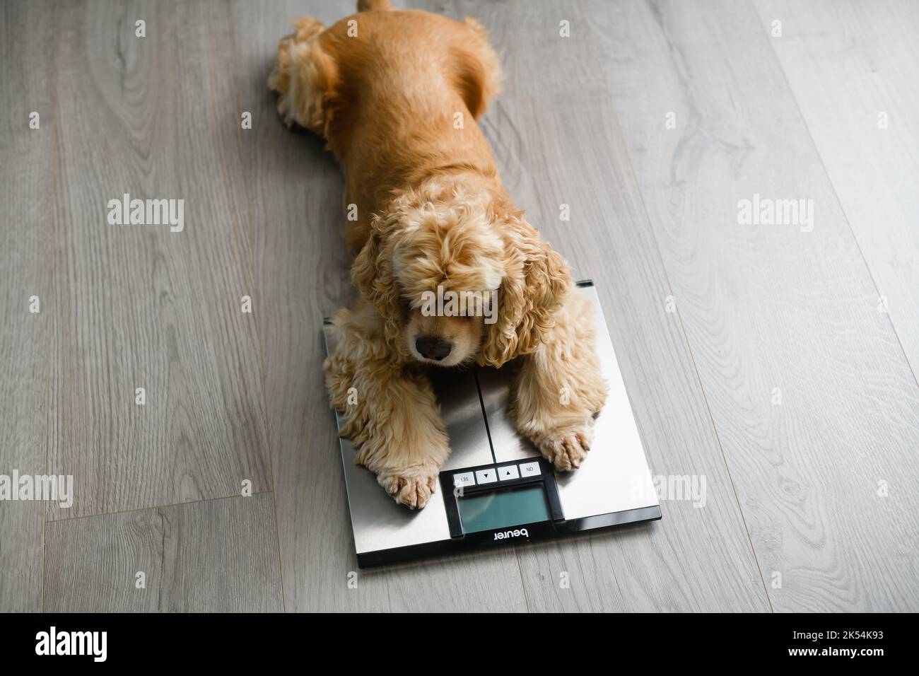 Fat and thin dog hi-res stock photography and images - Alamy