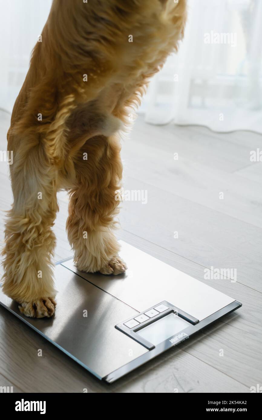 The dog stands with its hind legs on the floor scales. Concept of pet ...