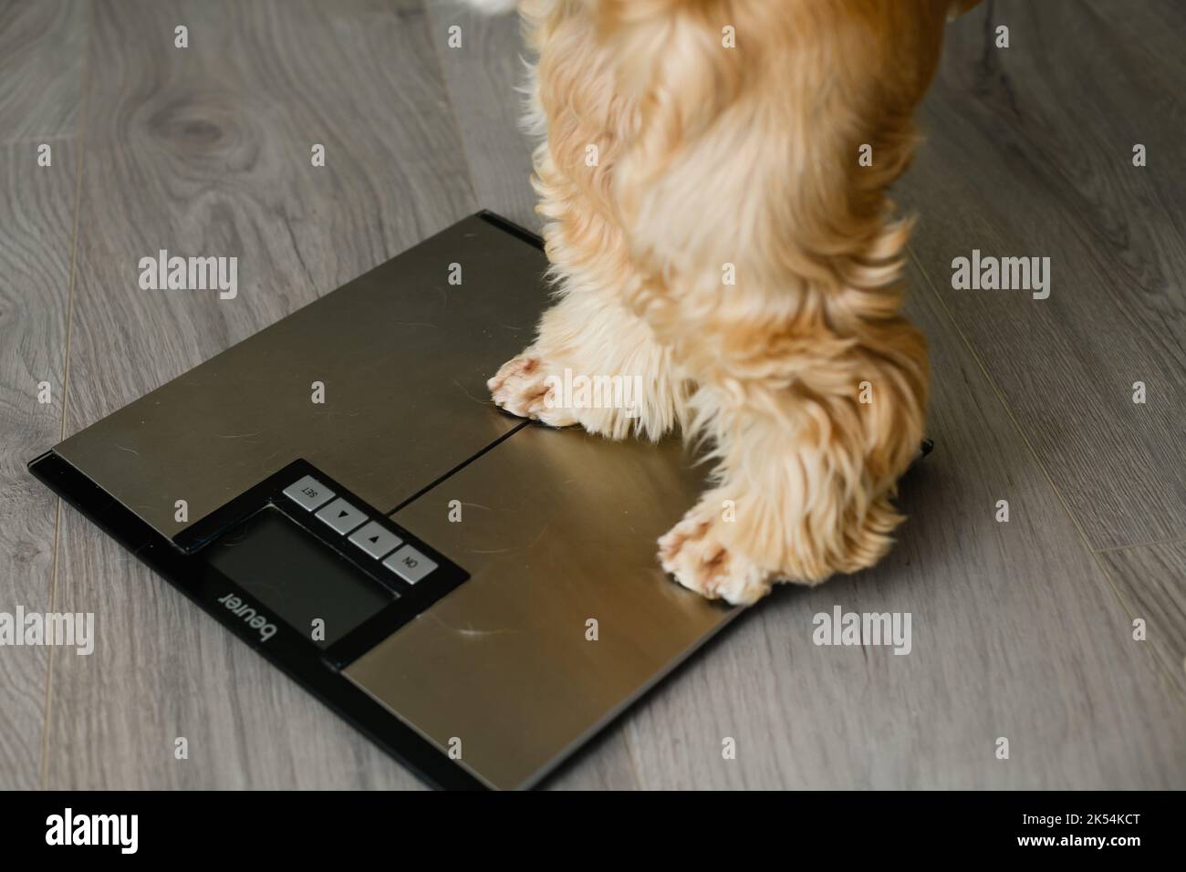 Do Pets At Home Have Dog Scales at Jenny Collier blog