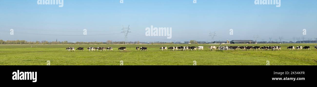 Groep milk cows in a row, in line, one behind the other in sequence in ...