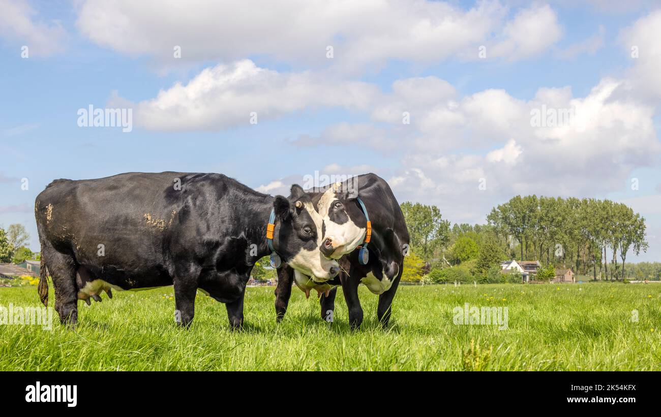 Two cows love in a field, black eyepatch and white, large dutch ...
