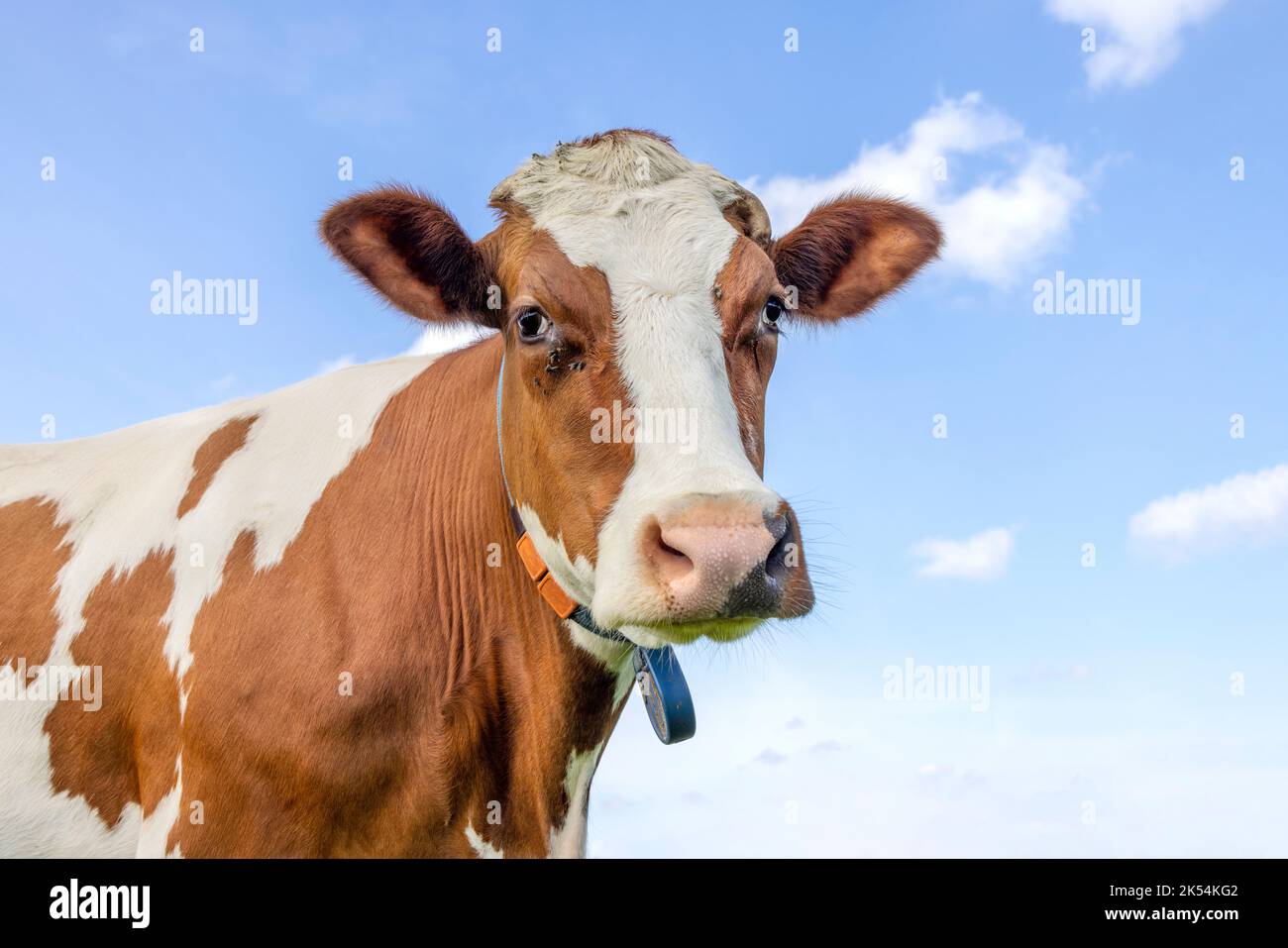 Cow cows cattle dairy close up view hi-res stock photography and images ...