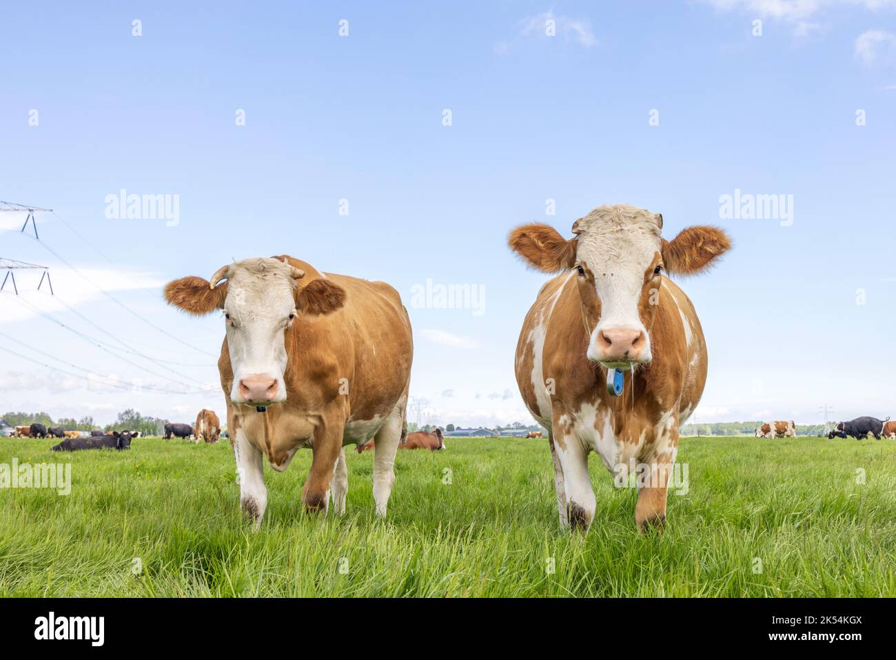 Two cute cows standing upright front view, red and white together in a ...