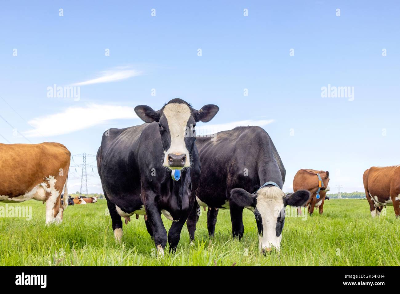 Two cows, standing and grazing in a pasture under a blue sky, Fleckvieh ...
