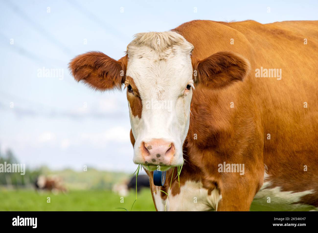 Cow looking, portrait of a cute and calm red bovine, white blaze and ...
