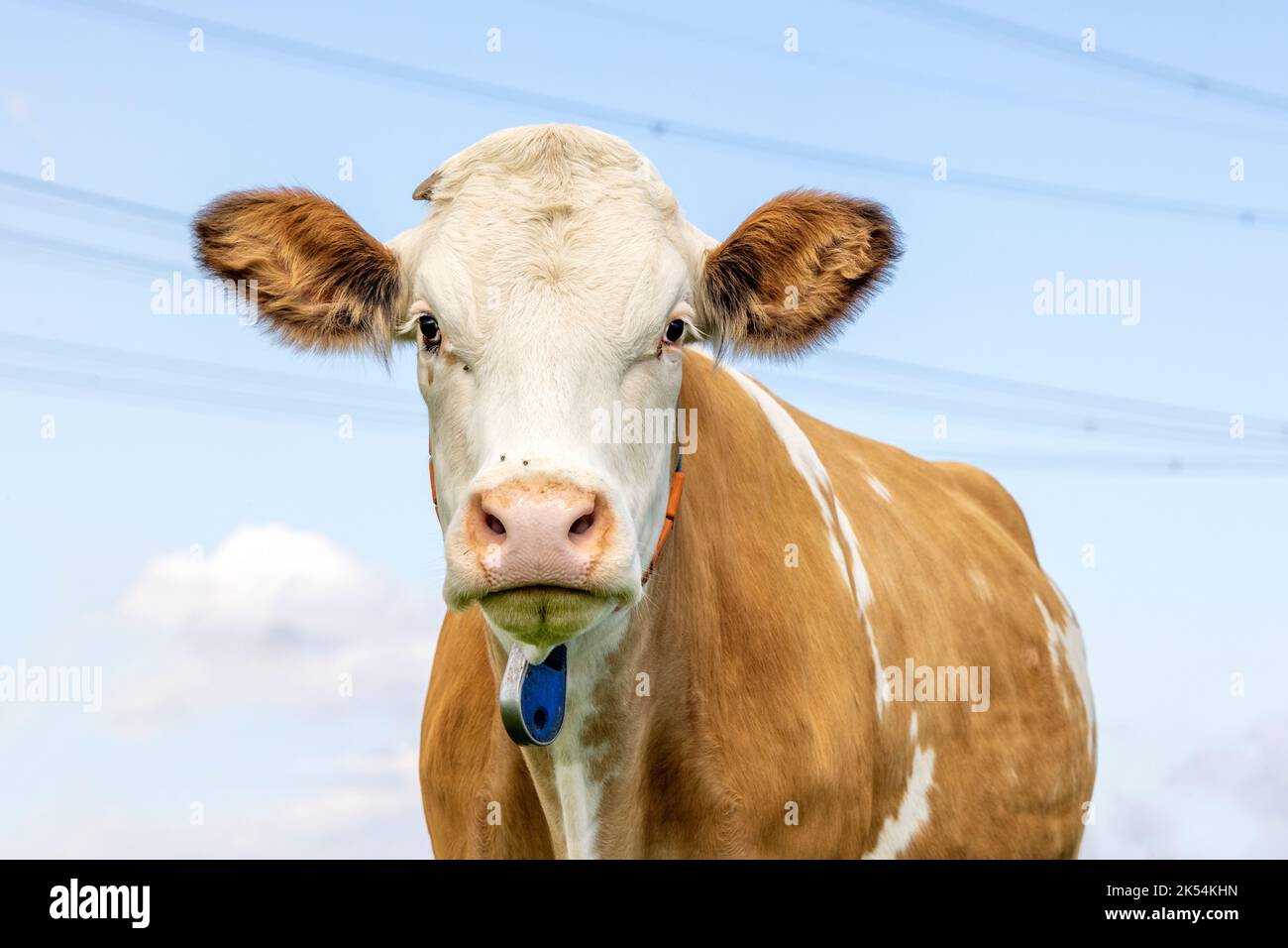 Cow portrait, a cute and calm red bovine, with white face looking, pink ...