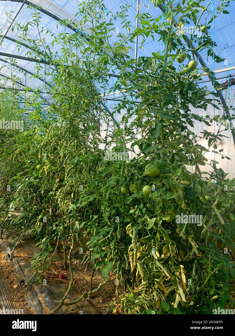 Vegetable cultivation, greenhouse of vegetable crops, Saint-Priest ...