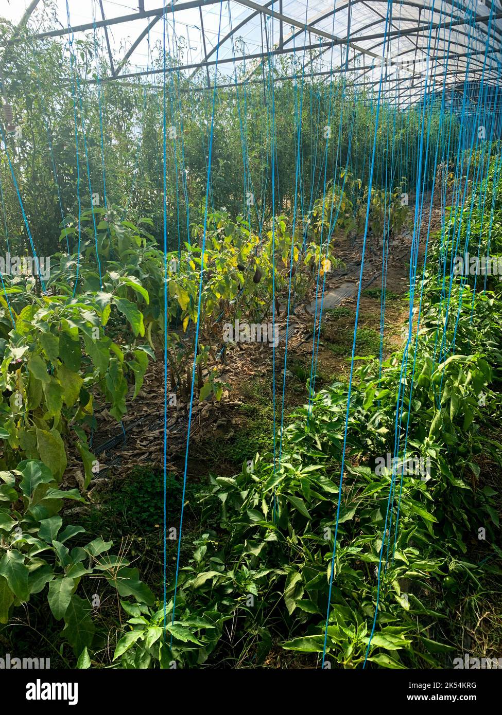 Vegetable cultivation, greenhouse of vegetable crops, Saint-Priest ...