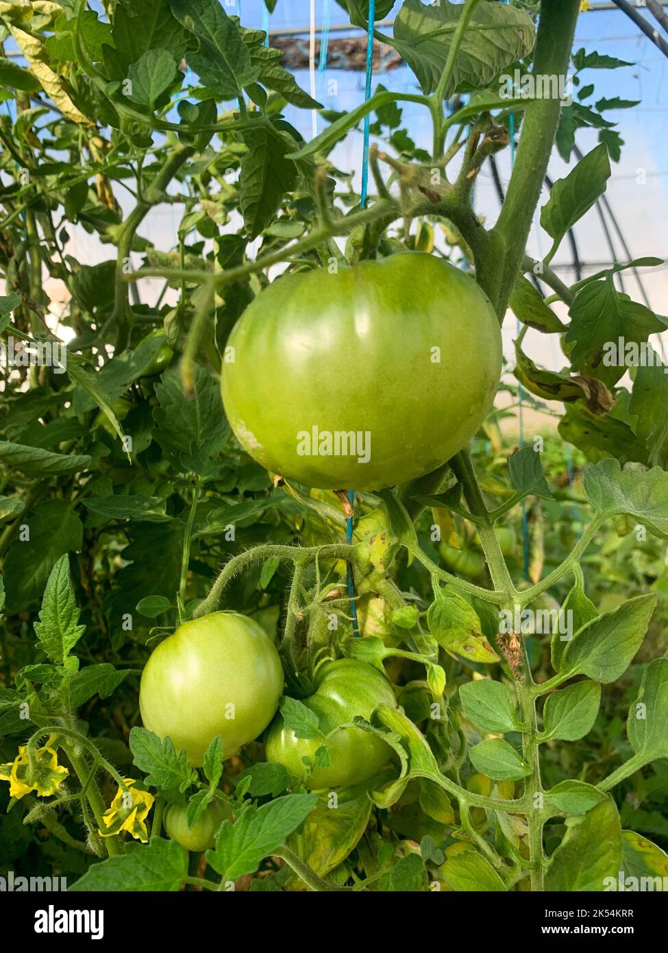 Vegetable cultivation, greenhouse of vegetable crops, Saint-Priest ...