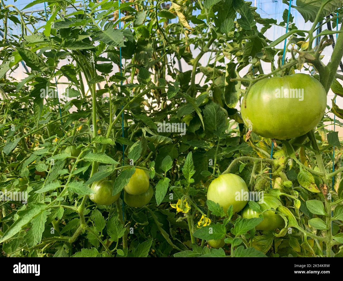 Vegetable cultivation, greenhouse of vegetable crops, Saint-Priest ...