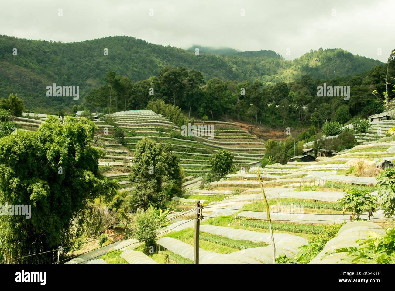 Mountain view, forest, beautiful sky, landscape Stock Photo - Alamy