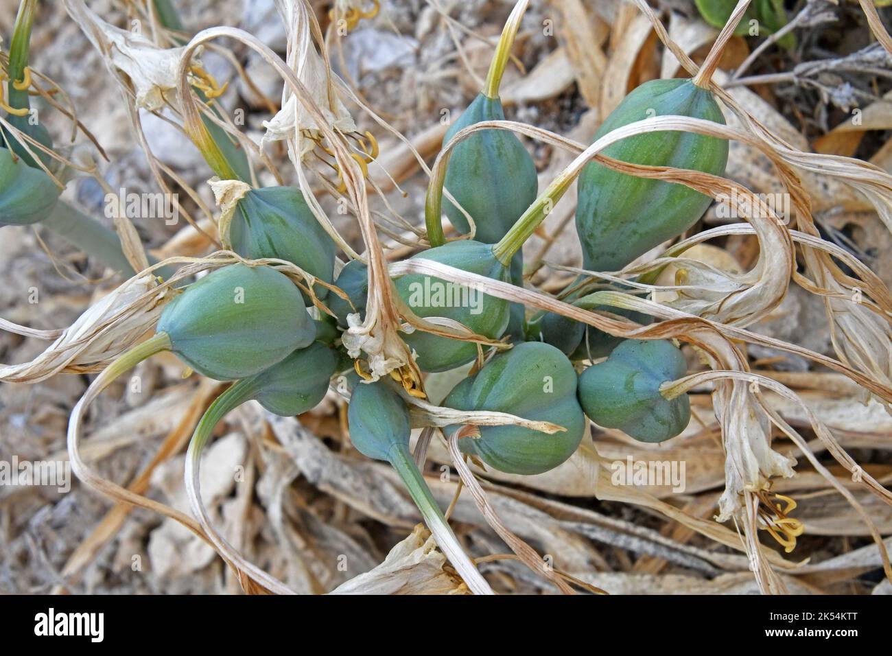 Pancratium maritimum, sea daffodil fruits and seeds Stock Photo - Alamy