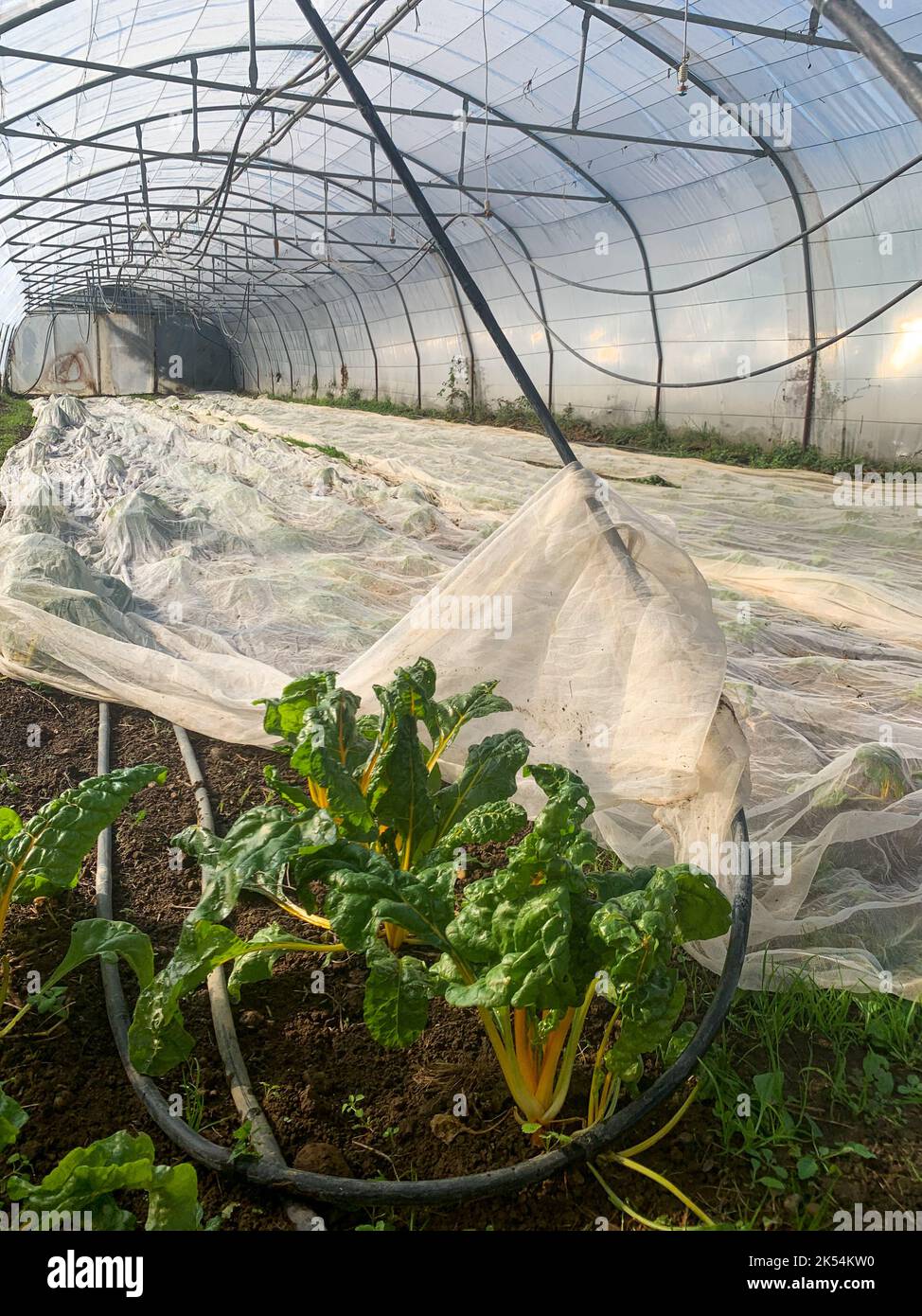 Vegetable cultivation, greenhouse of vegetable crops, Saint-Priest ...