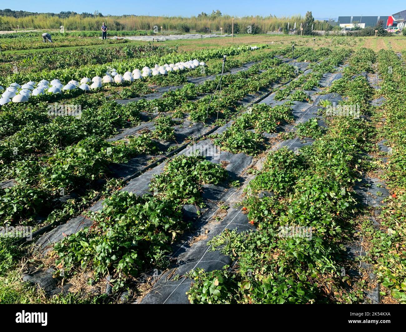 Conscientized agriculture hi-res stock photography and images - Alamy