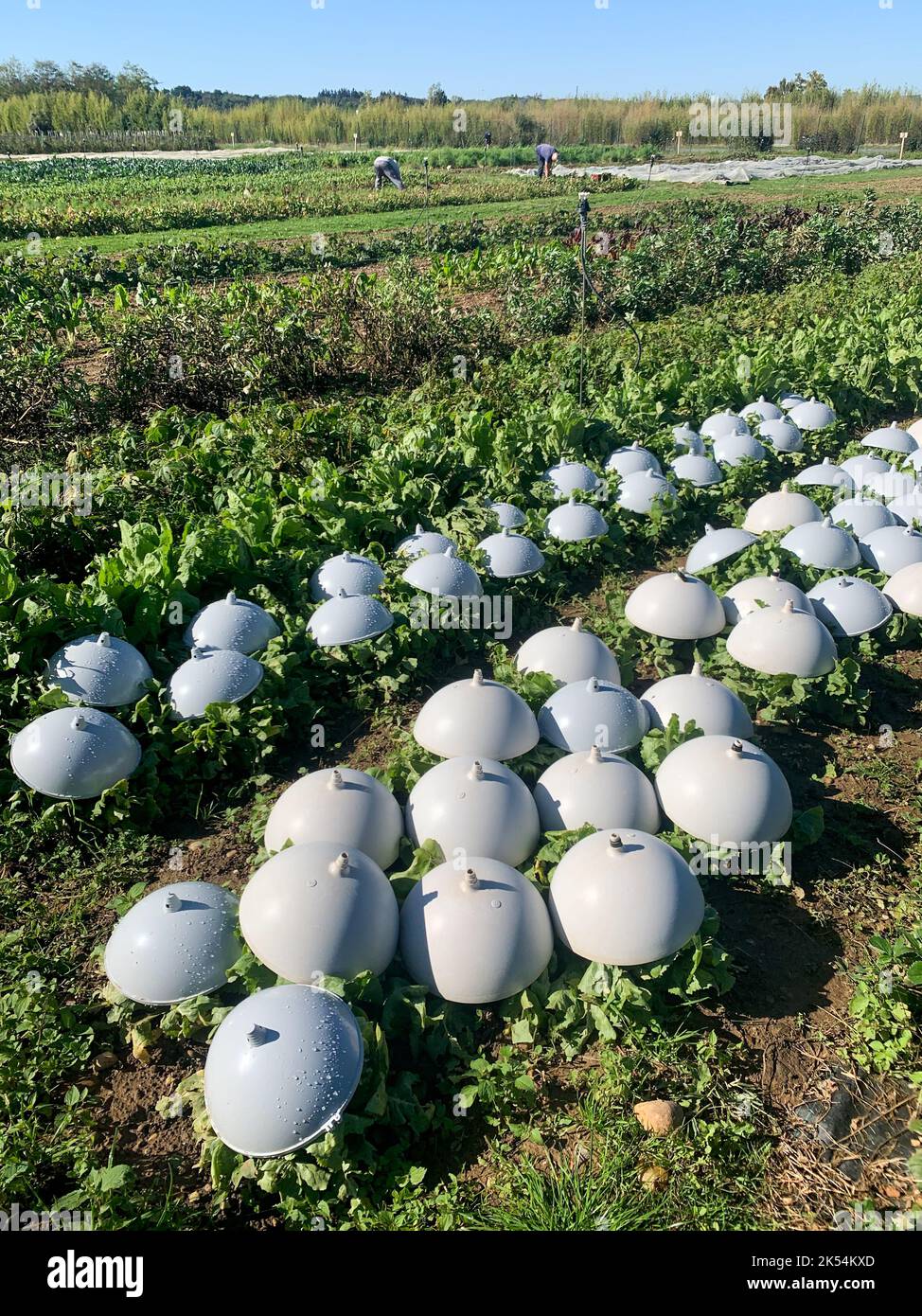 Vegetable cultivation, Saint-Priest, Rhone, AURA Region, France Stock ...