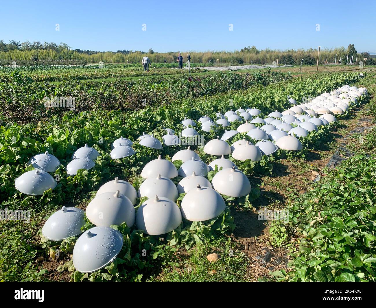 Vegetable cultivation, Saint-Priest, Rhone, AURA Region, France Stock ...