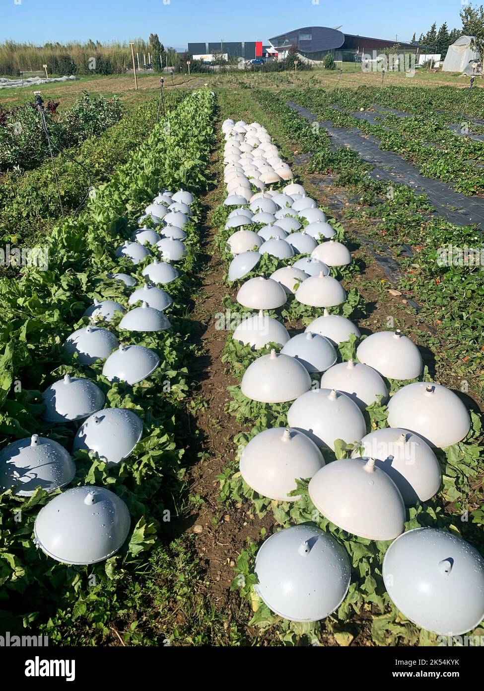 Vegetable cultivation, Saint-Priest, Rhone, AURA Region, France Stock ...