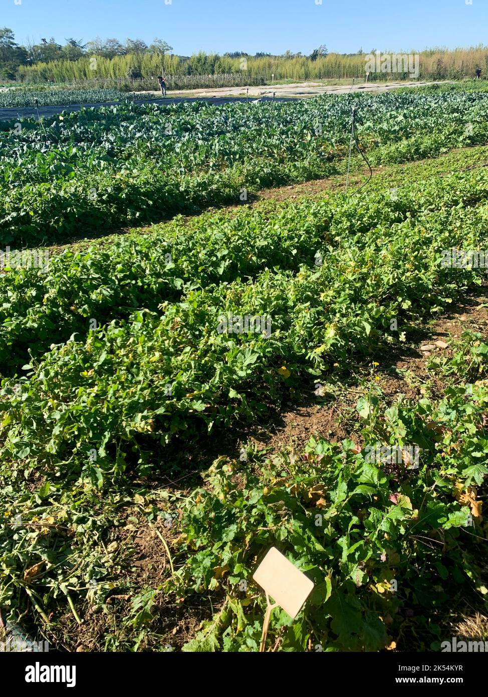 Vegetable cultivation, Saint-Priest, Rhone, AURA Region, France Stock ...