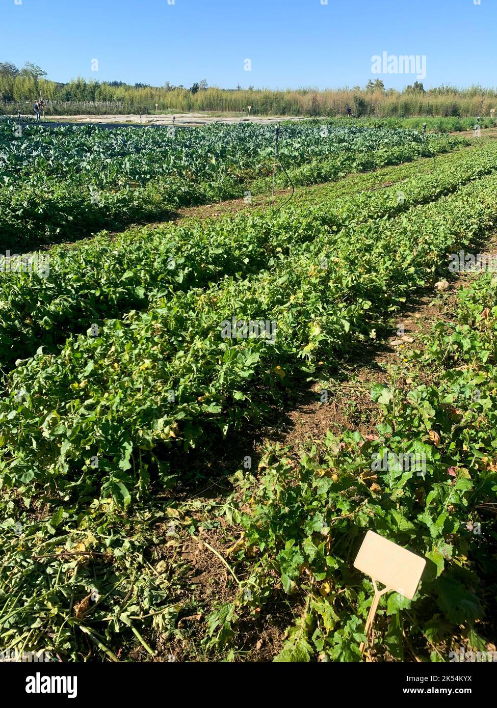Vegetable cultivation, Saint-Priest, Rhone, AURA Region, France Stock ...