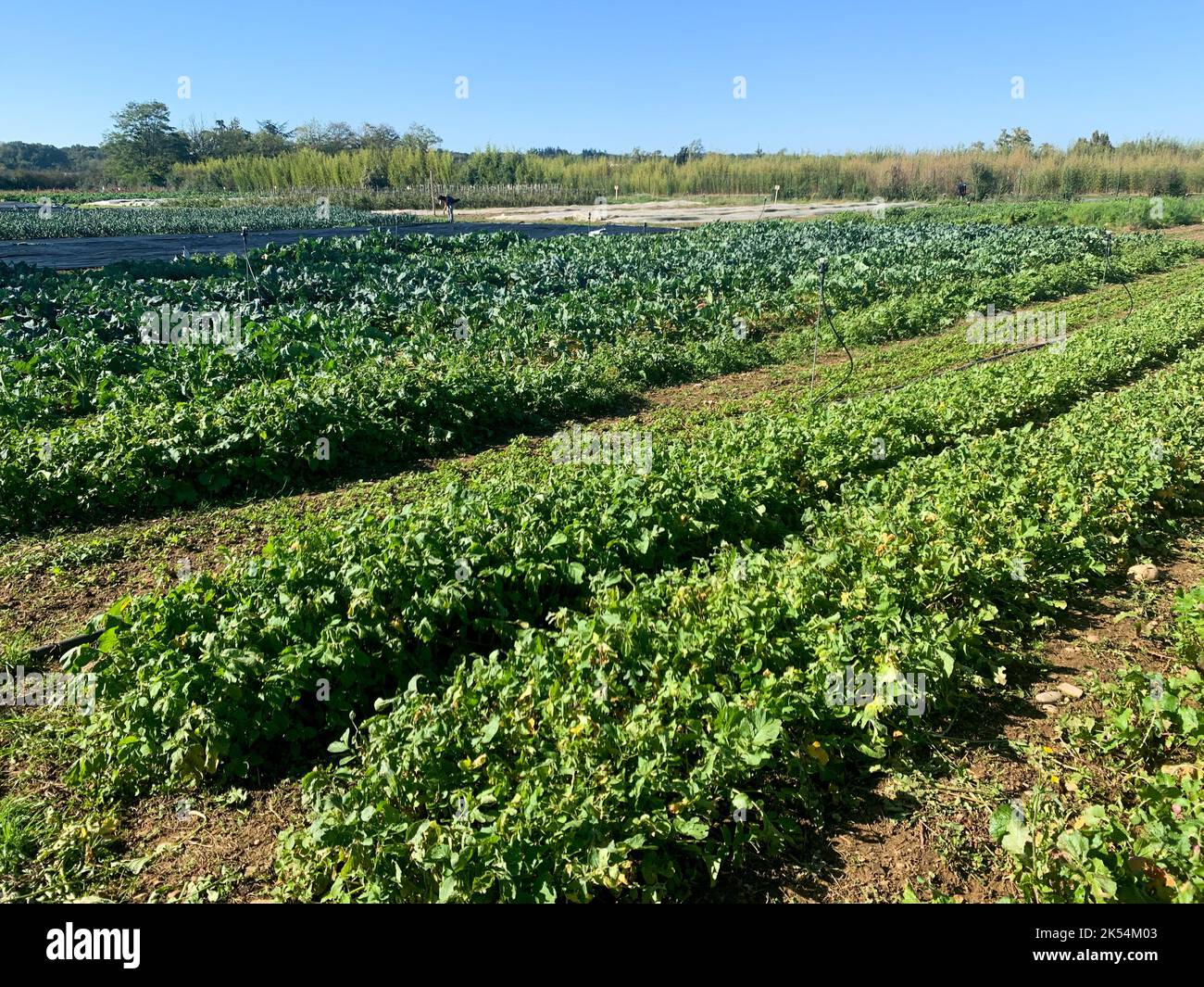 Vegetable cultivation, Saint-Priest, Rhone, AURA Region, France Stock ...