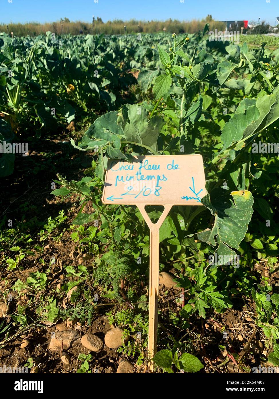 Vegetable cultivation, Saint-Priest, Rhone, AURA Region, France Stock ...