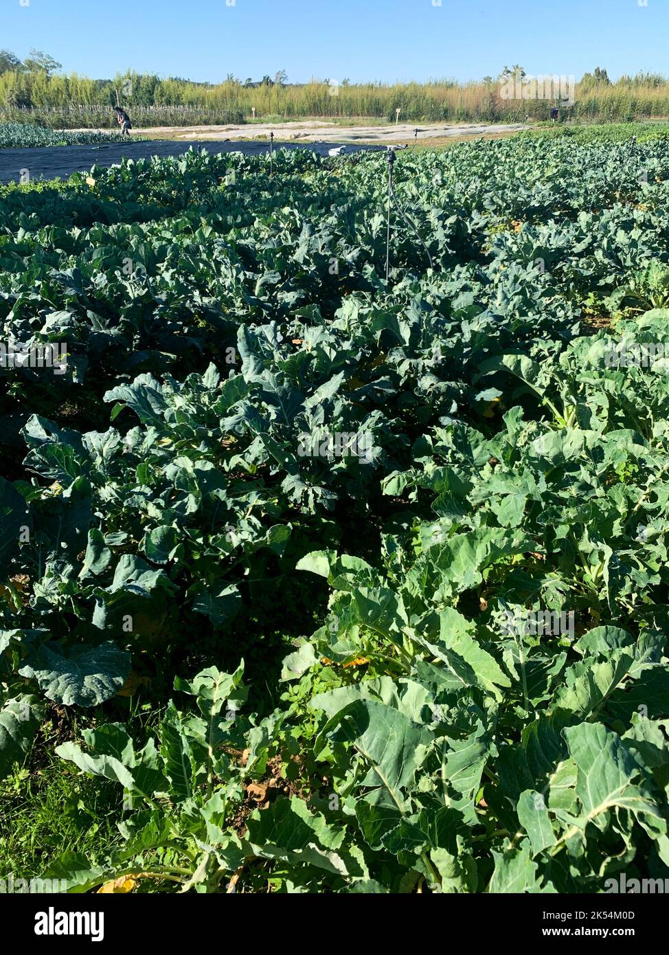 Vegetable cultivation, Saint-Priest, Rhone, AURA Region, France Stock ...