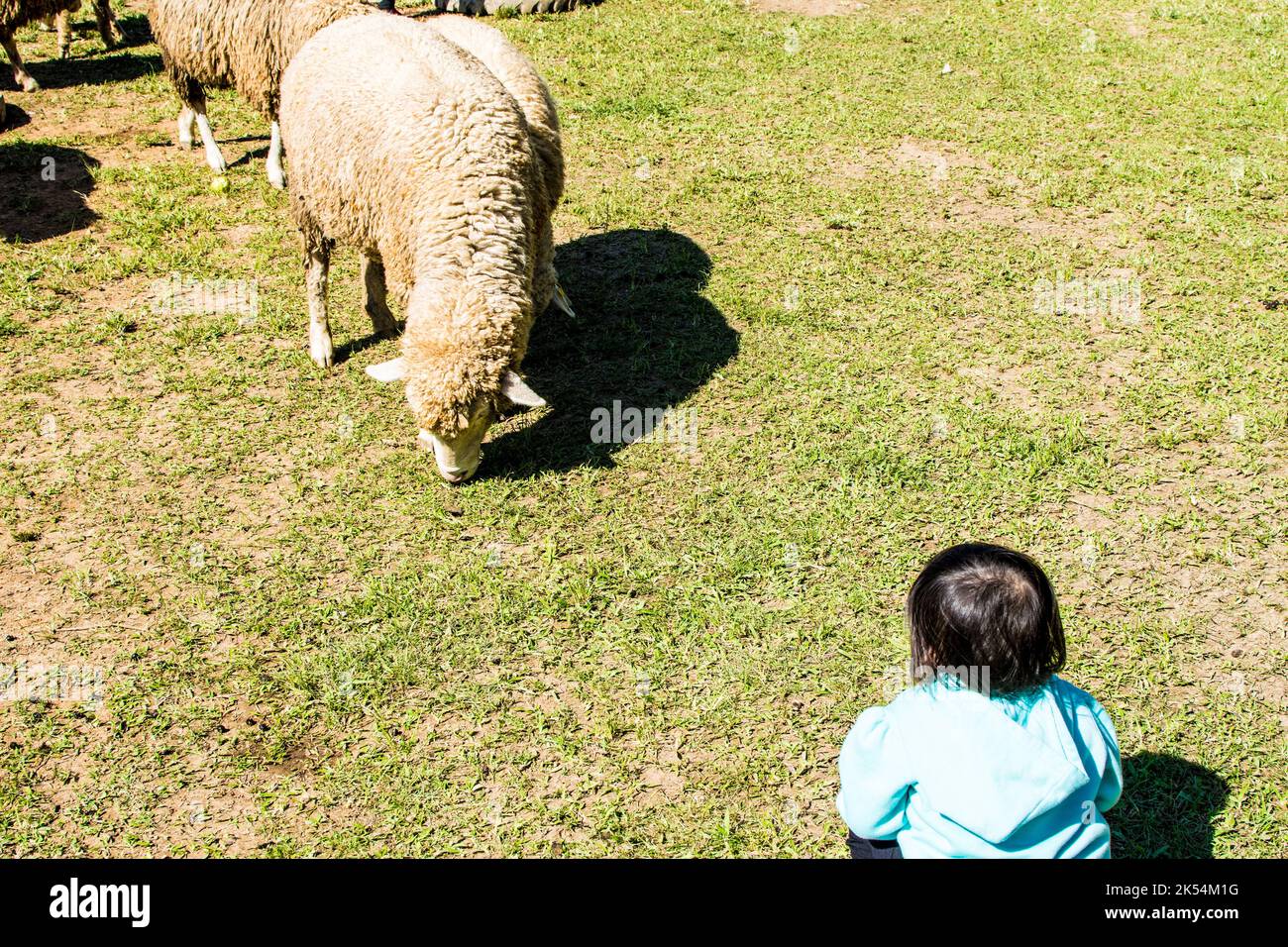 Chomthong, Chiang Mai, Thailand 29-Oct-2017 Children with Sheep ...