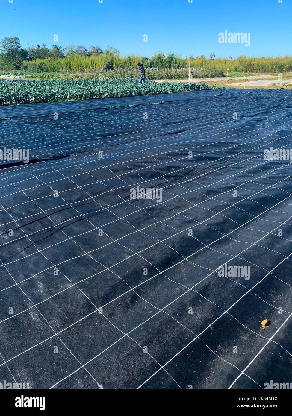 Vegetable cultivation, Saint-Priest, Rhone, AURA Region, France Stock ...