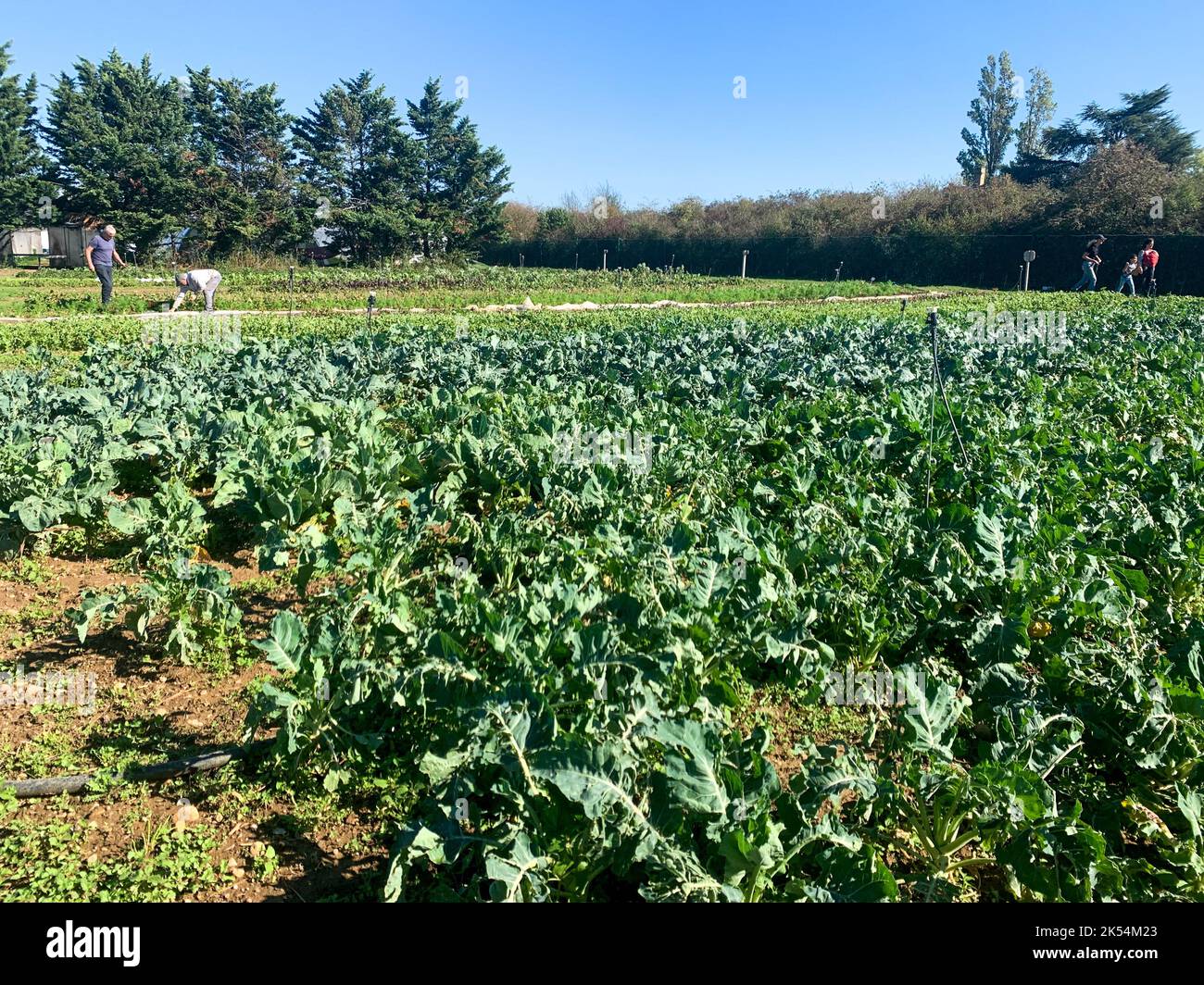 Vegetable cultivation, Saint-Priest, Rhone, AURA Region, France Stock ...