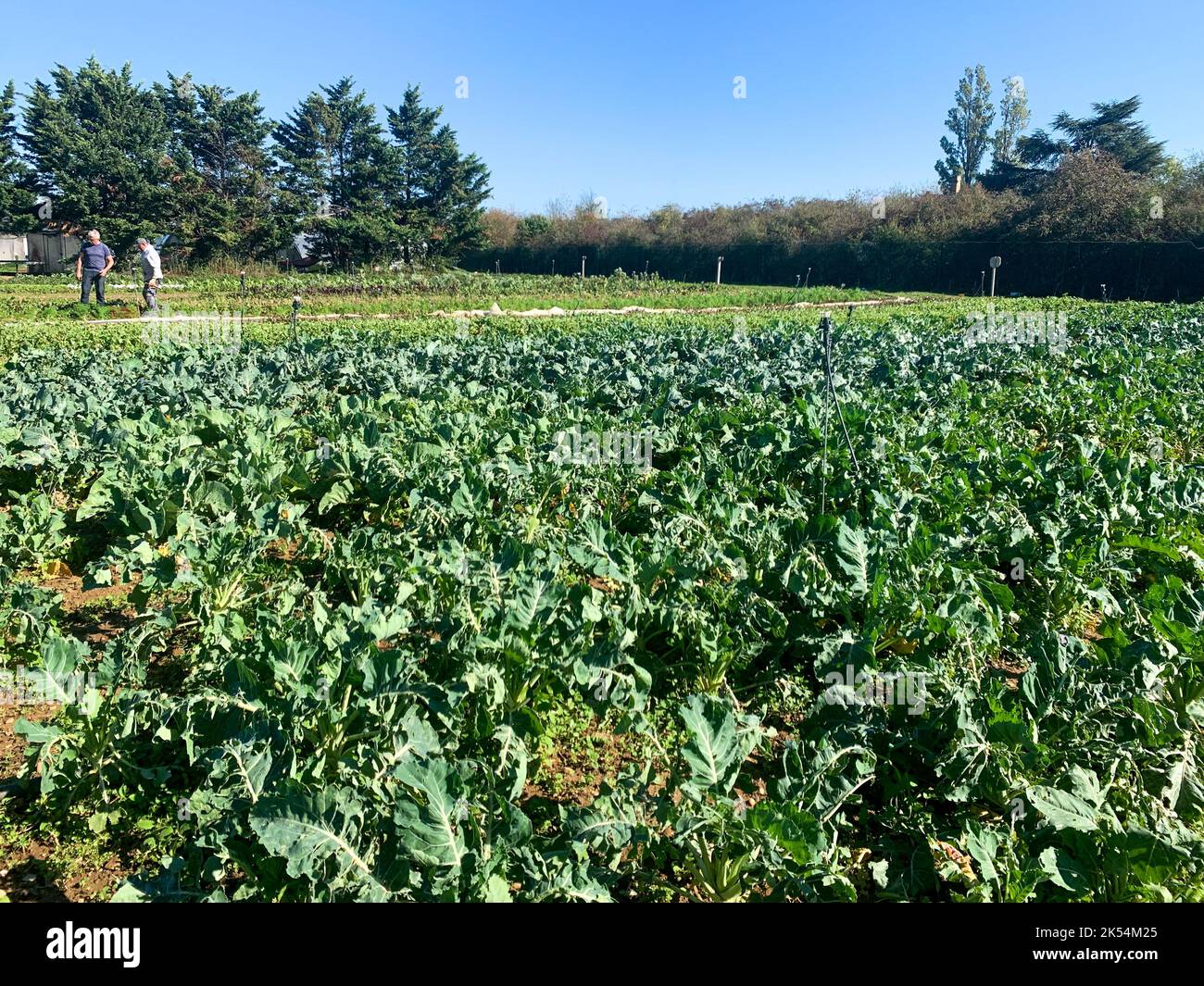 Vegetable cultivation, Saint-Priest, Rhone, AURA Region, France Stock ...