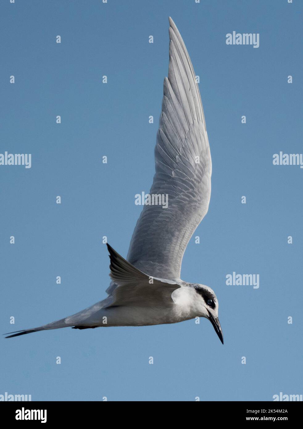 Common tern prey hi-res stock photography and images - Alamy