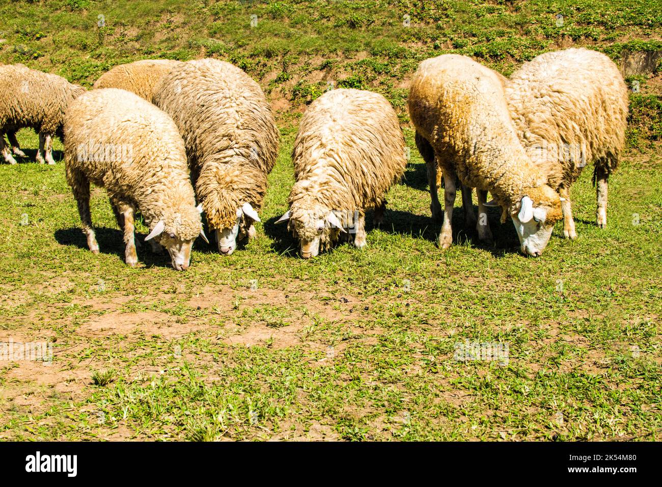 Many sheep are feeding the grass. Beautiful nature Stock Photo - Alamy
