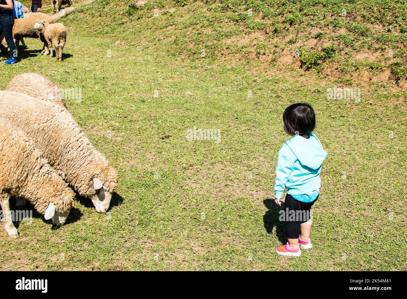 Chomthong, Chiang Mai, Thailand 29-Oct-2017 Children with Sheep ...