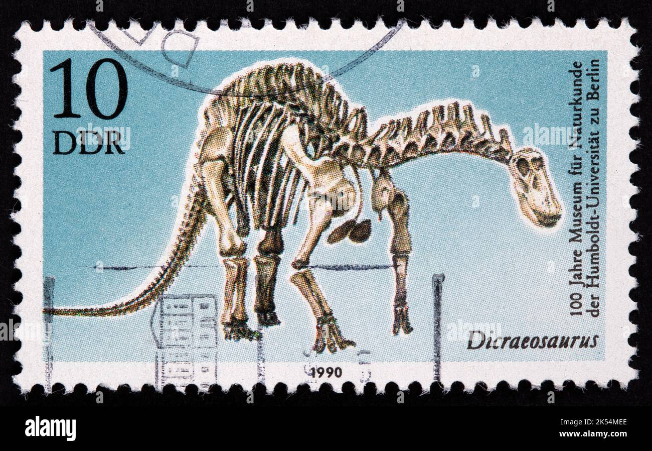 Dicraeosaurus Skeleton