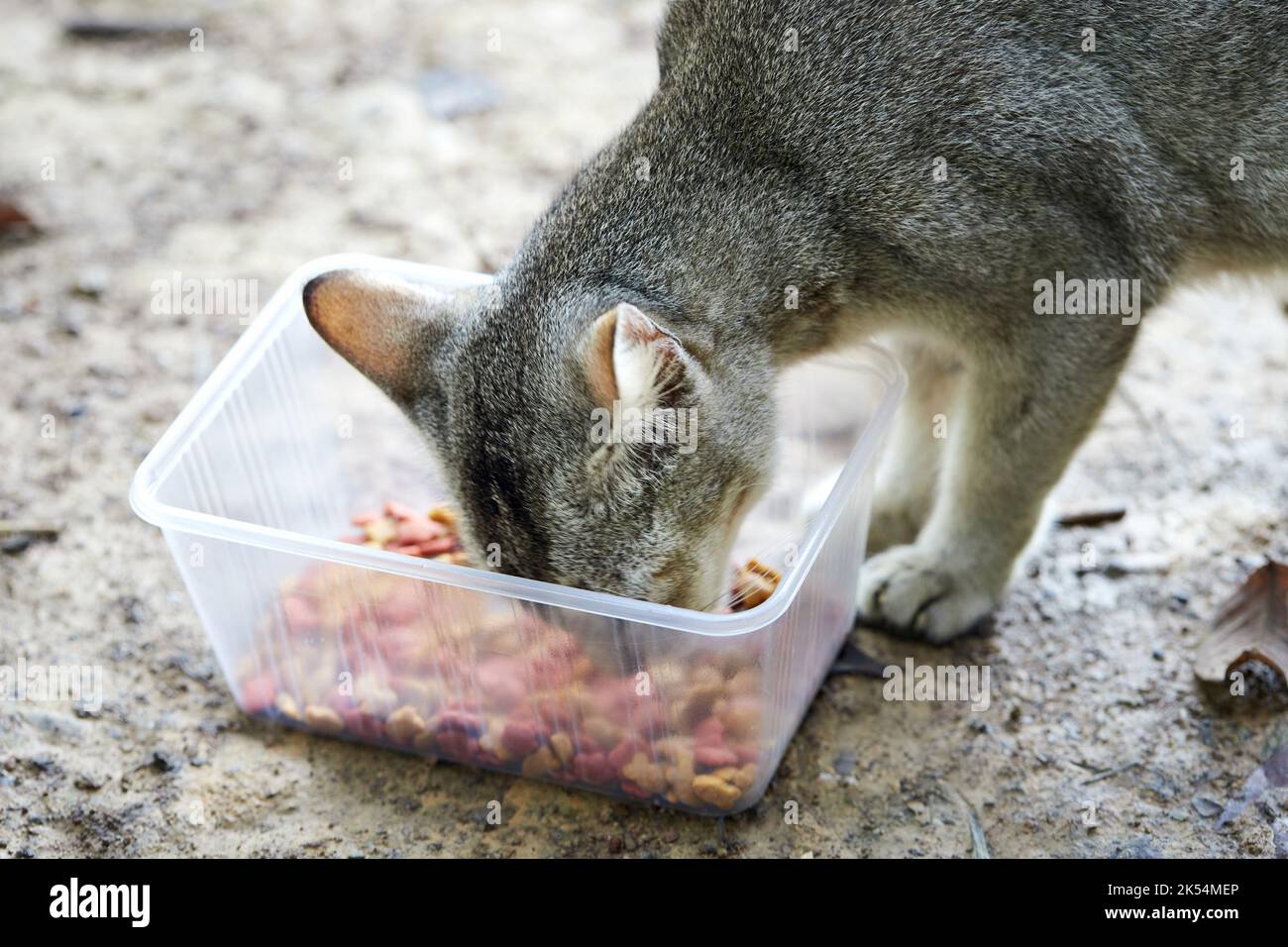 Animals eating plastic hi-res stock photography and images - Alamy